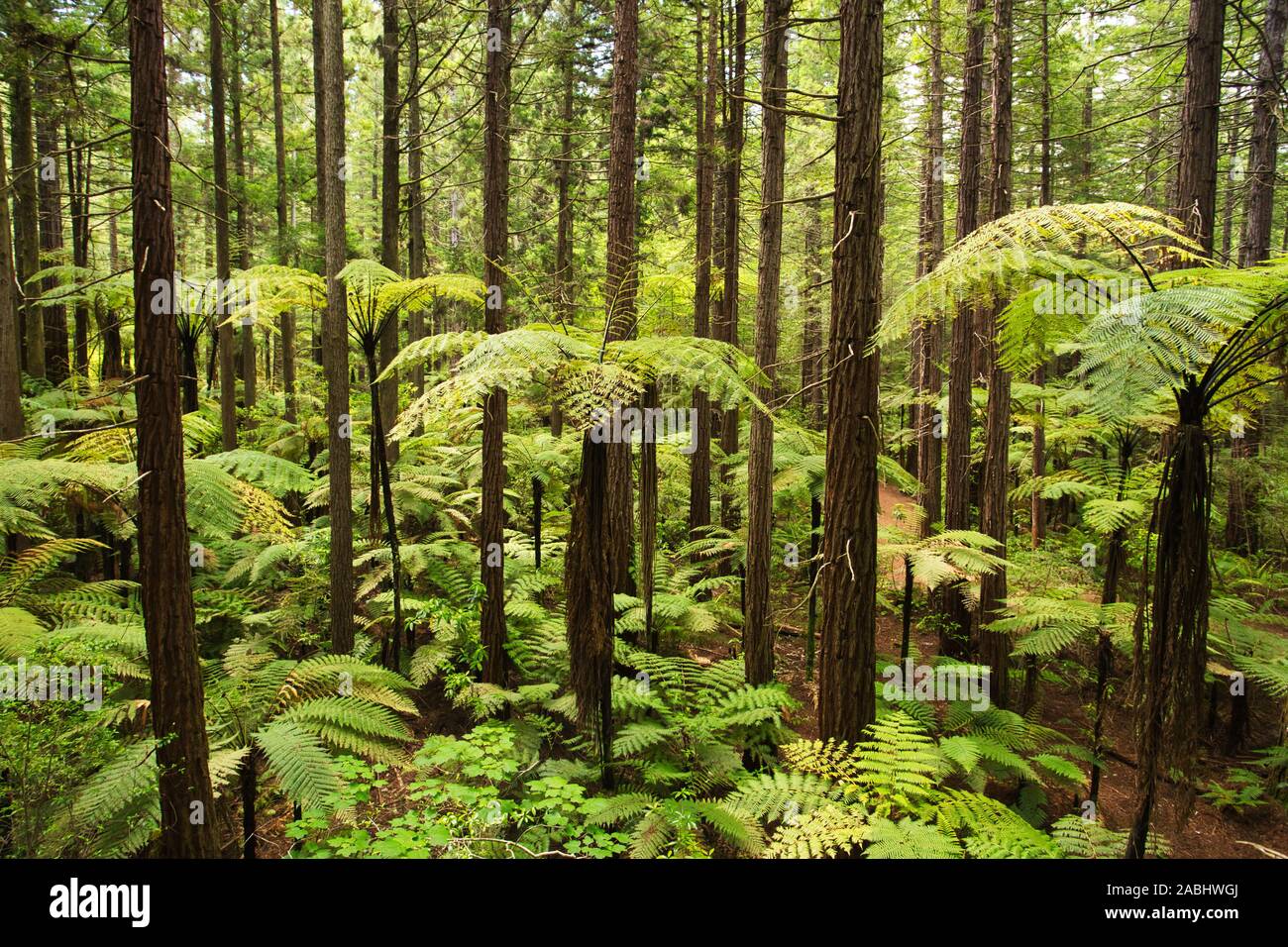 Forest of Tree Ferns and Giant Redwoods in Whakarewarewa Forest near ...