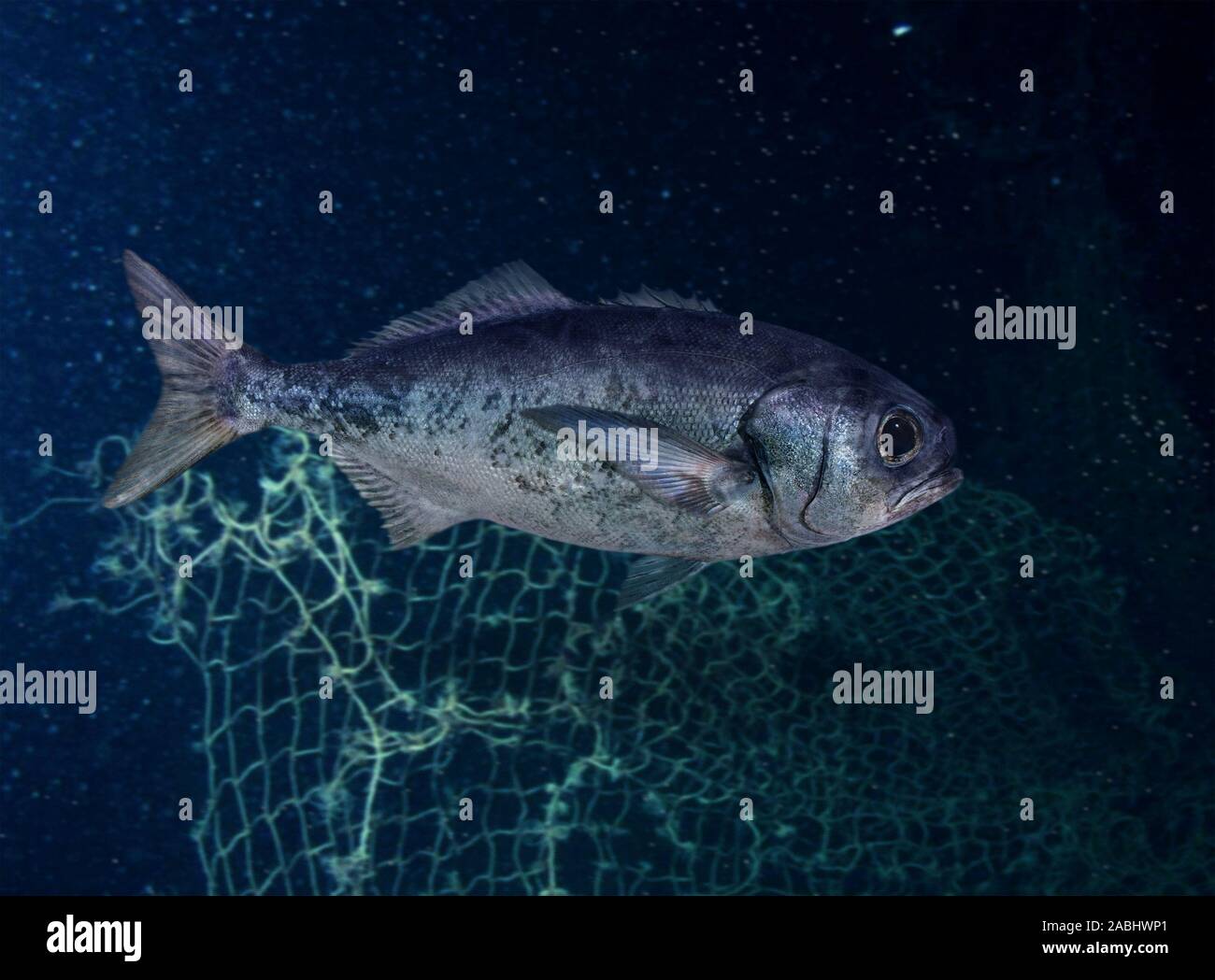 Butterfish High Resolution Stock Photography and Images - Alamy