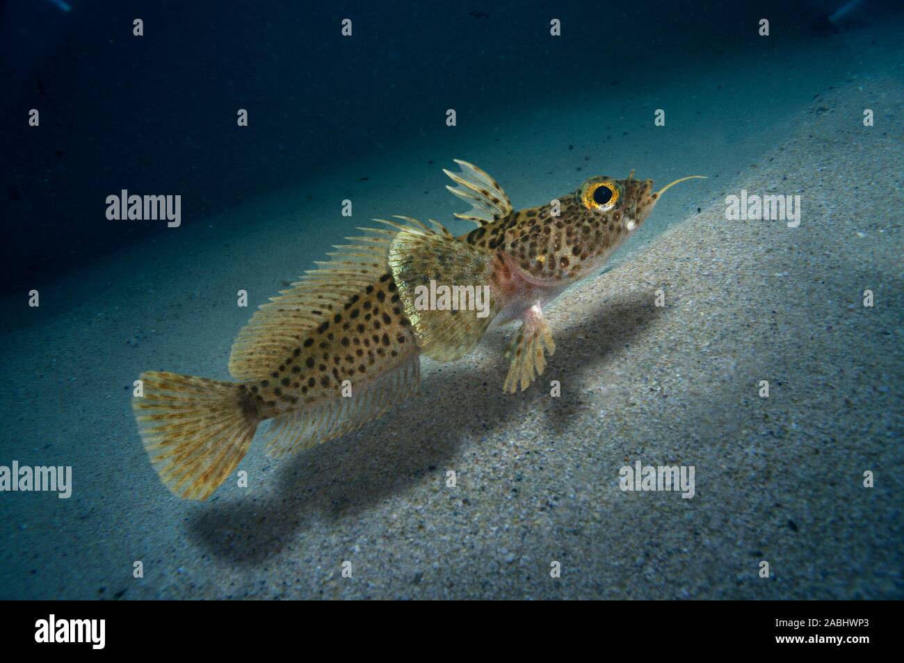 Ross Continental Shelf High Resolution Stock Photography and Images - Alamy