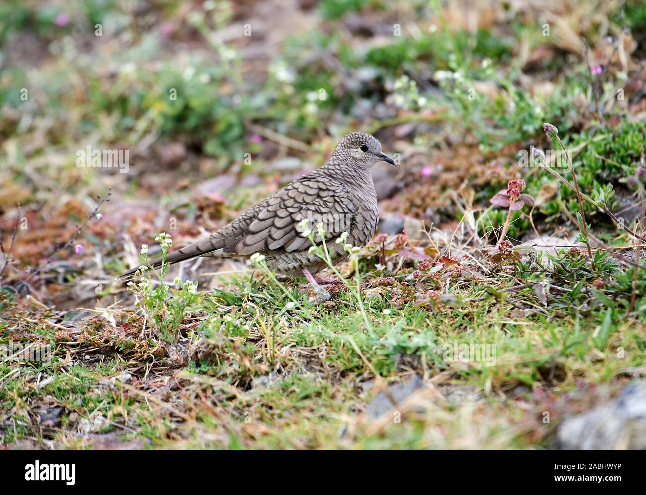 Inca Dove (Columbina inca) - AKA Mexican dove - Ajijic, Jalisco, Mexico ...