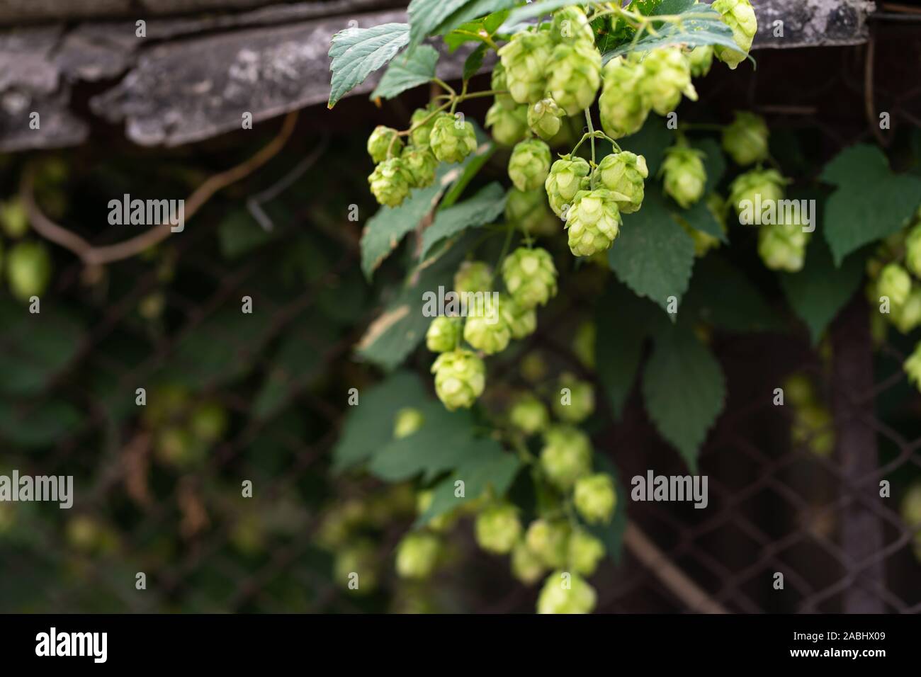 green hop bush grows in the garden Stock Photo - Alamy