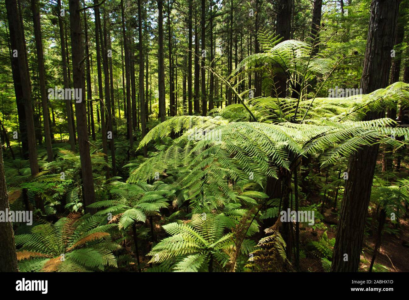 Forest of Tree Ferns and Giant Redwoods in Whakarewarewa Forest near ...