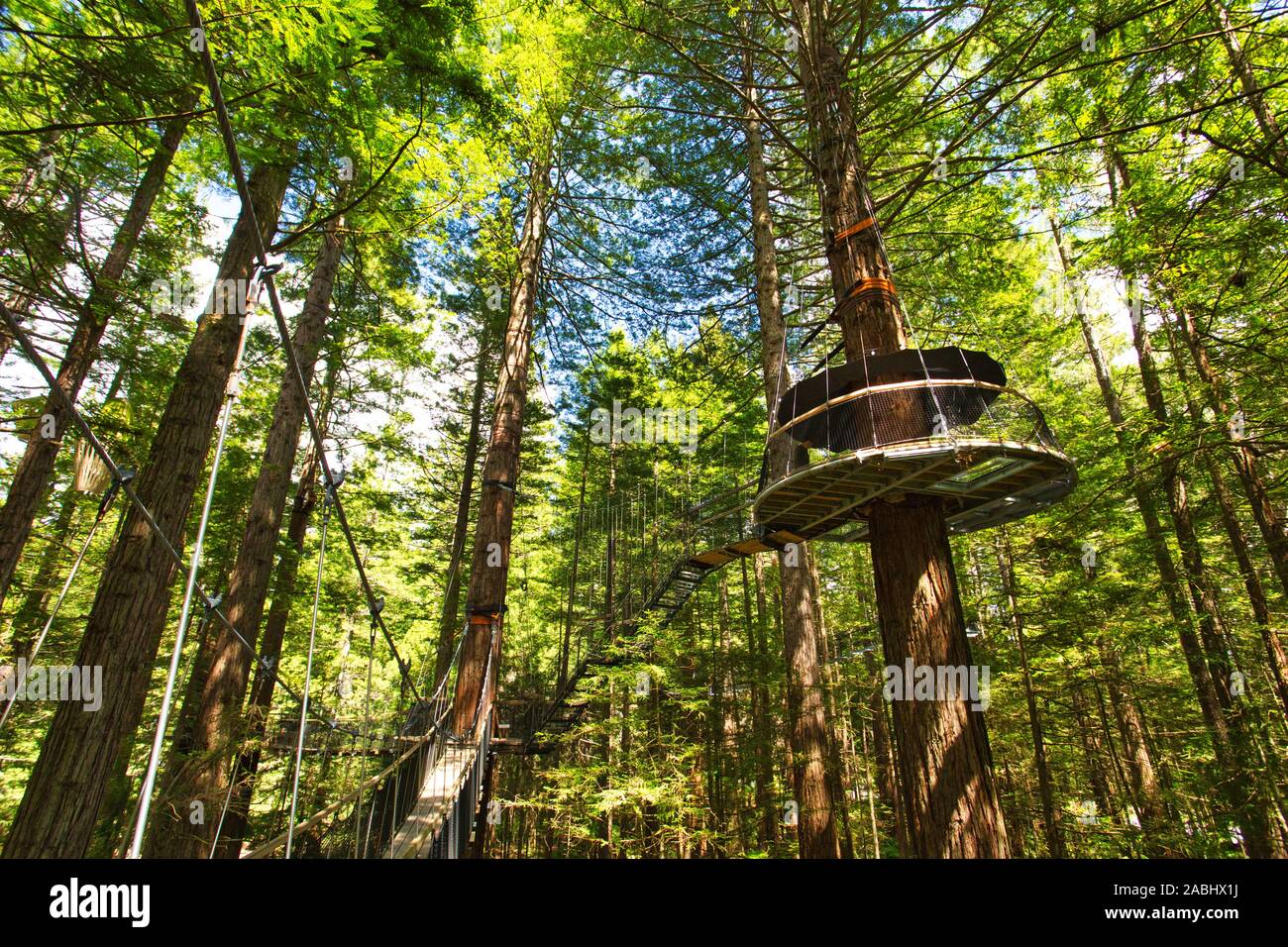 Treewalk through Forest of Tree Ferns and Giant Redwoods in ...