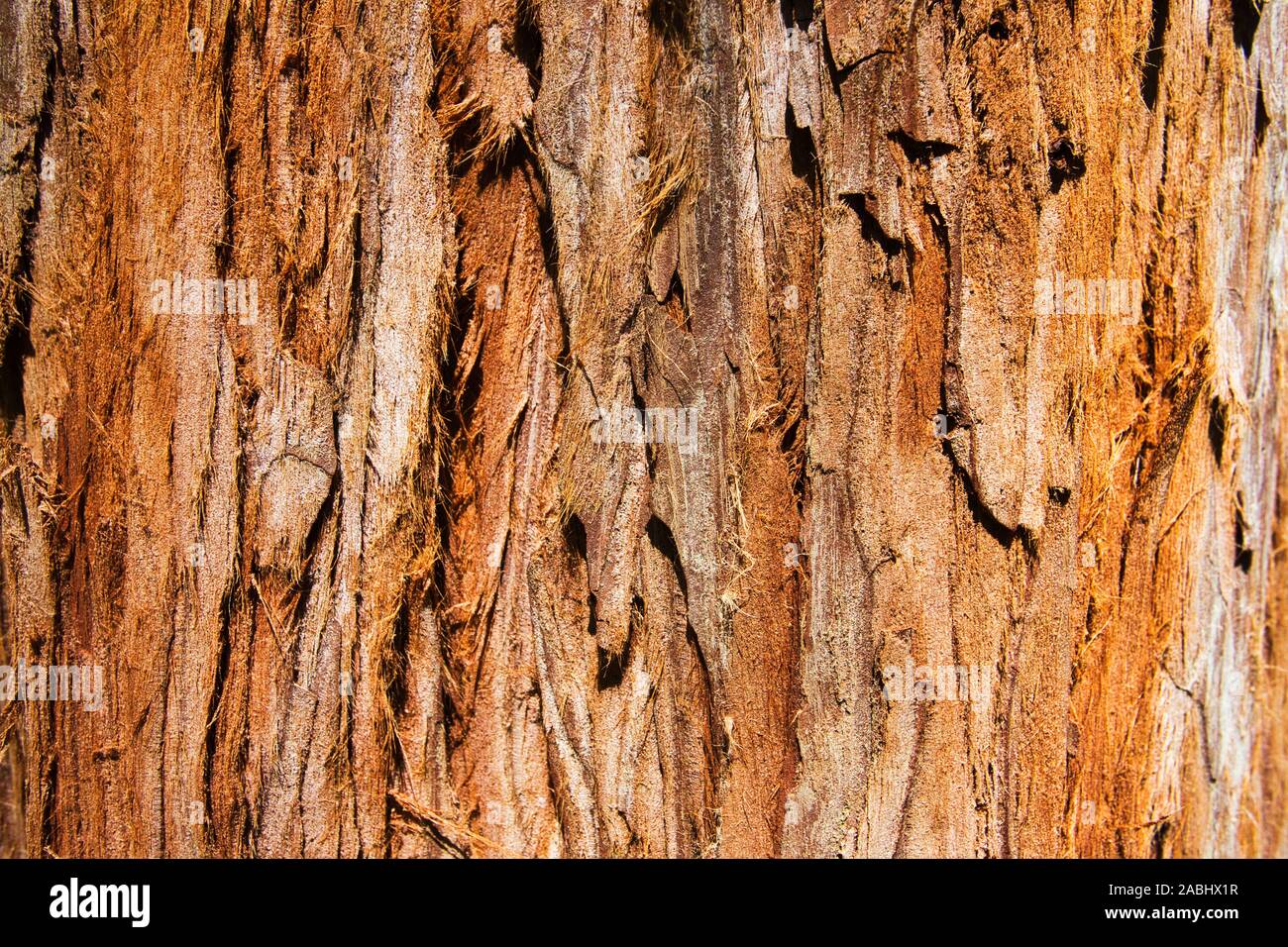 Redwood Texture