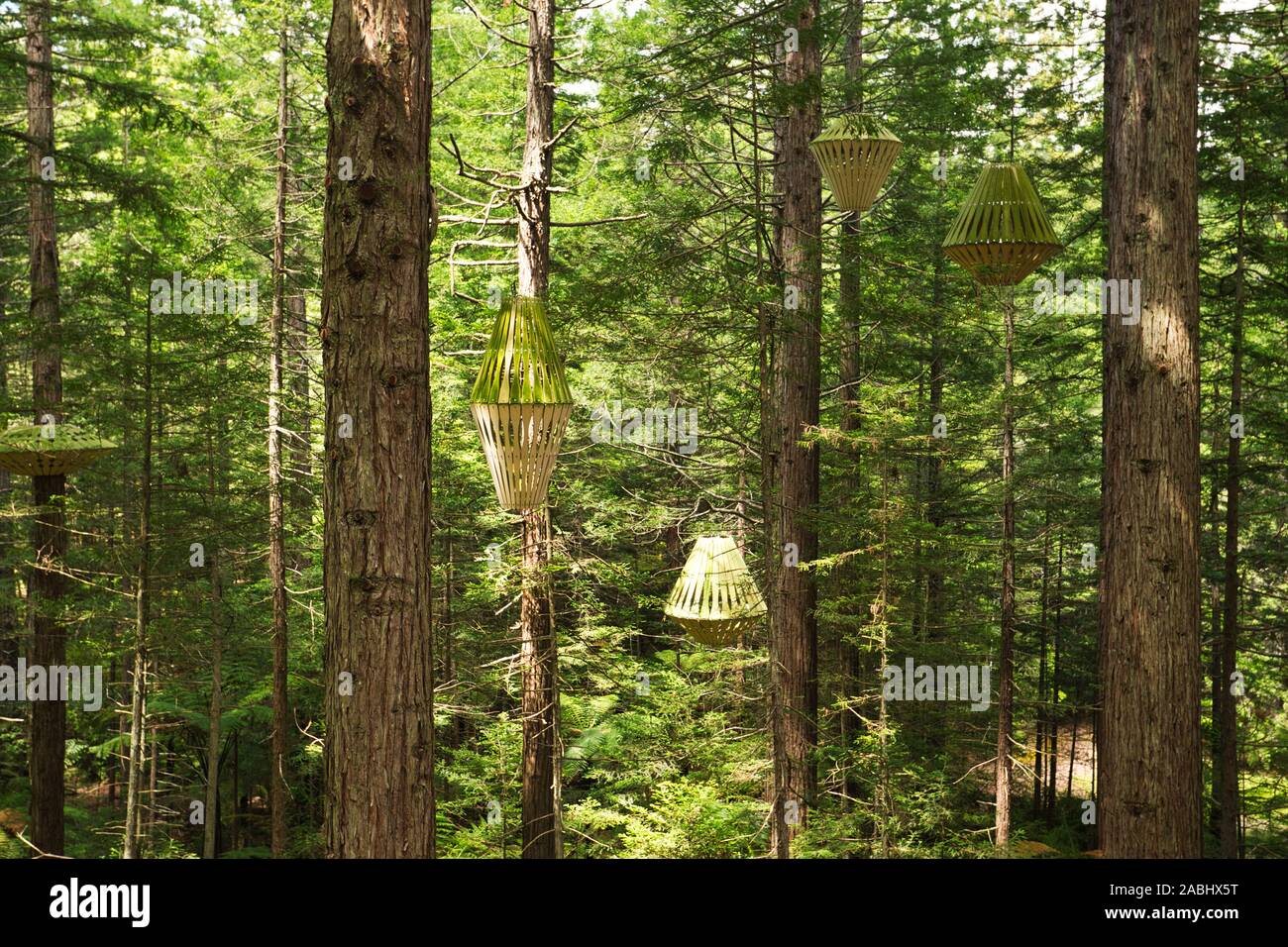 Forest of Tree Ferns and Giant Redwoods in Whakarewarewa Forest near ...