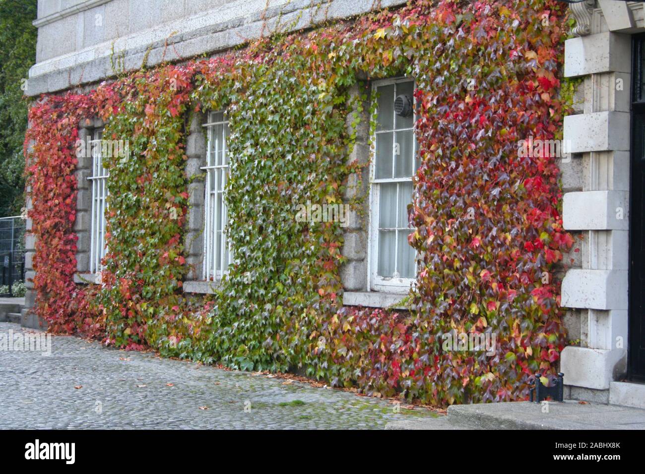 Three exterior windows with growth plants around Stock Photo - Alamy
