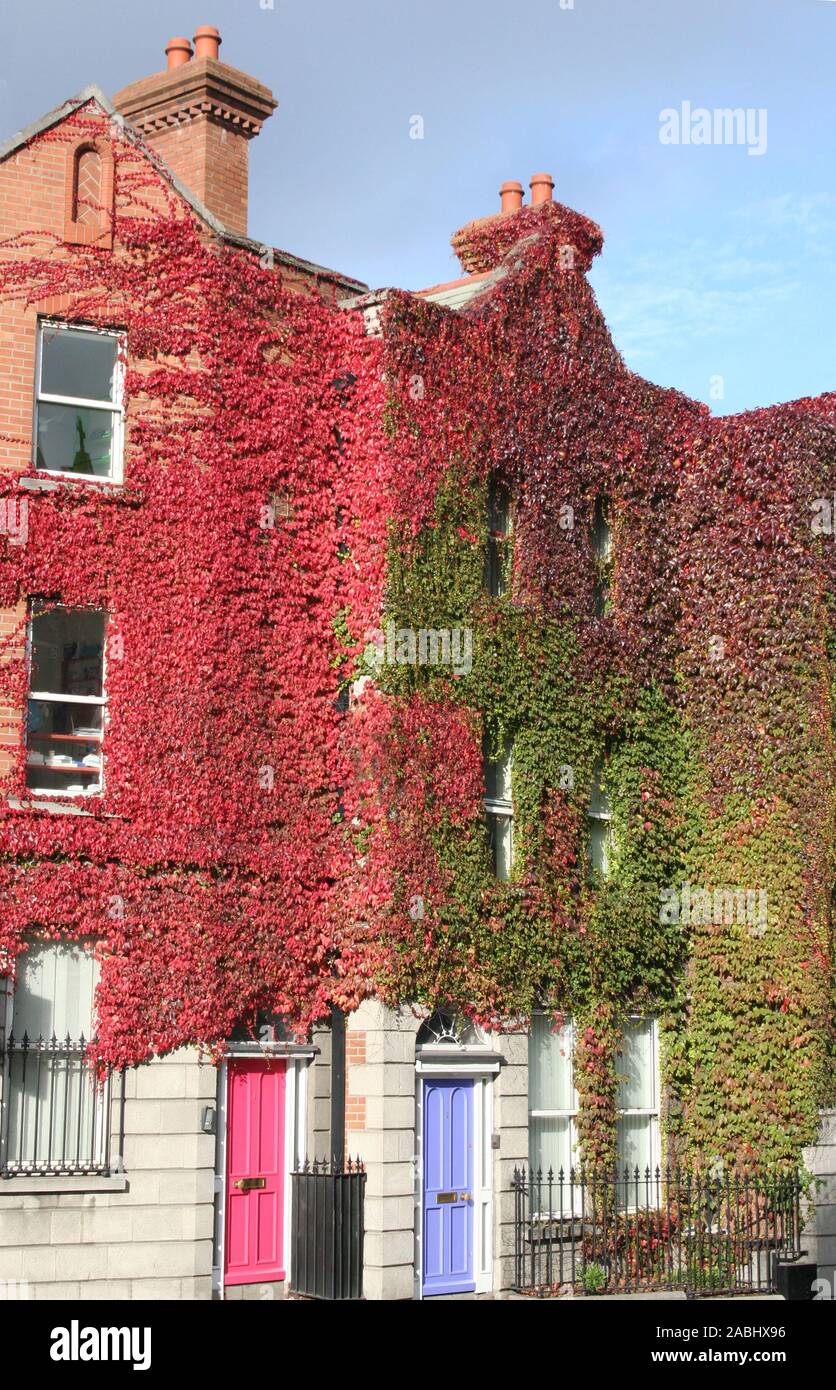 Irish building covered in its exterior wall by plants Stock Photo - Alamy