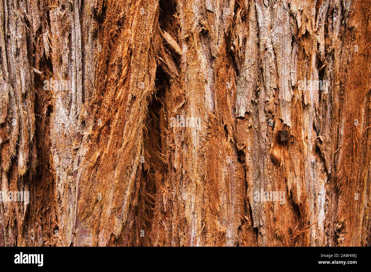 Redwood Texture