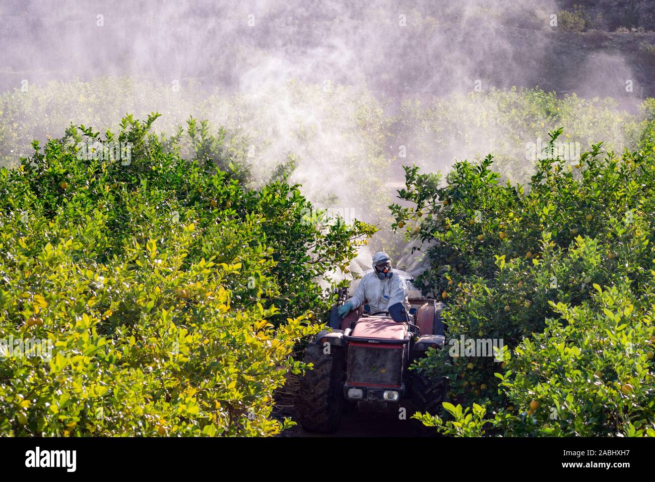 Top view of Tractor spraying pesticide and insecticide on lemon ...