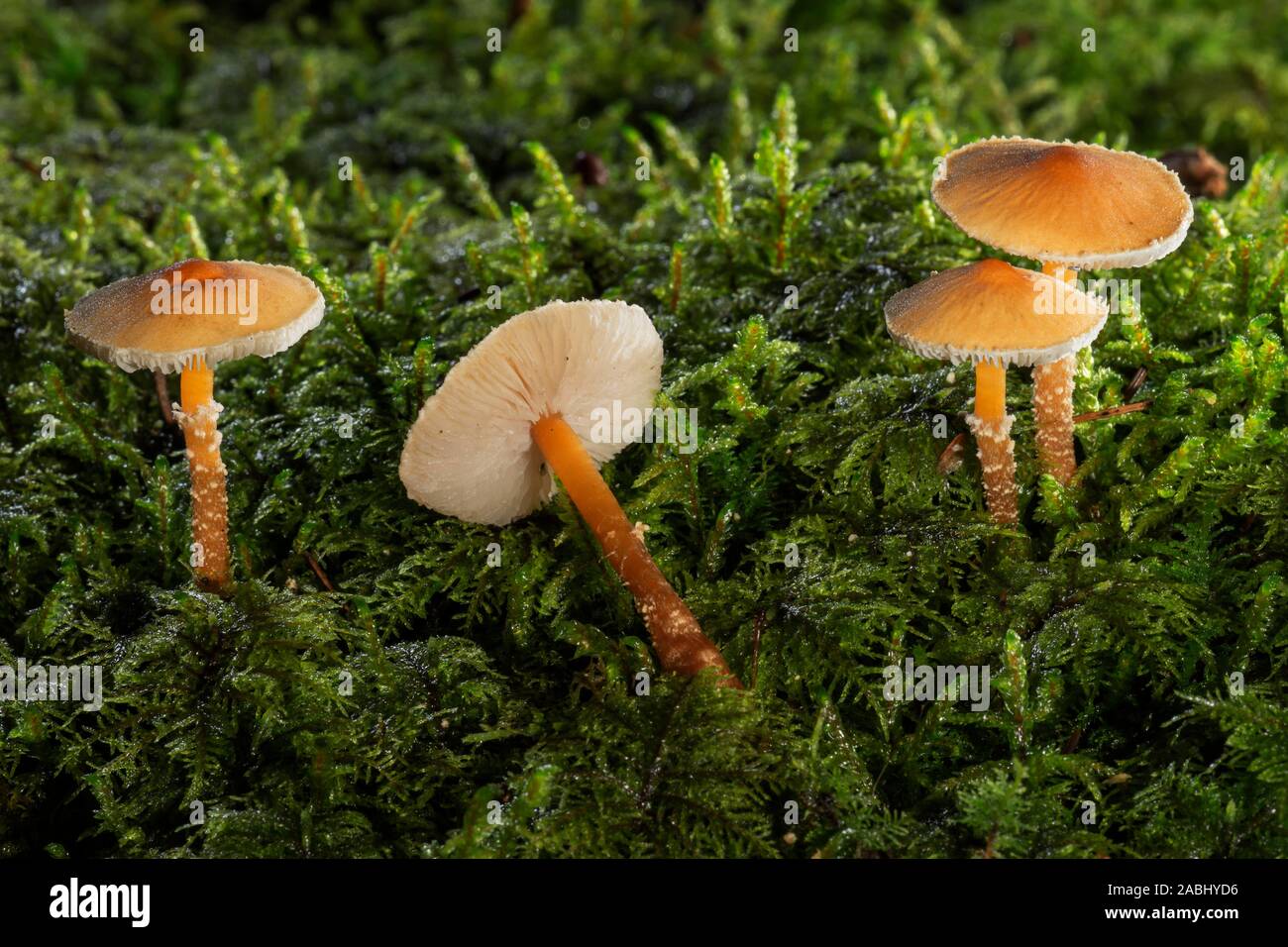 Saffron parasols hi-res stock photography and images - Alamy