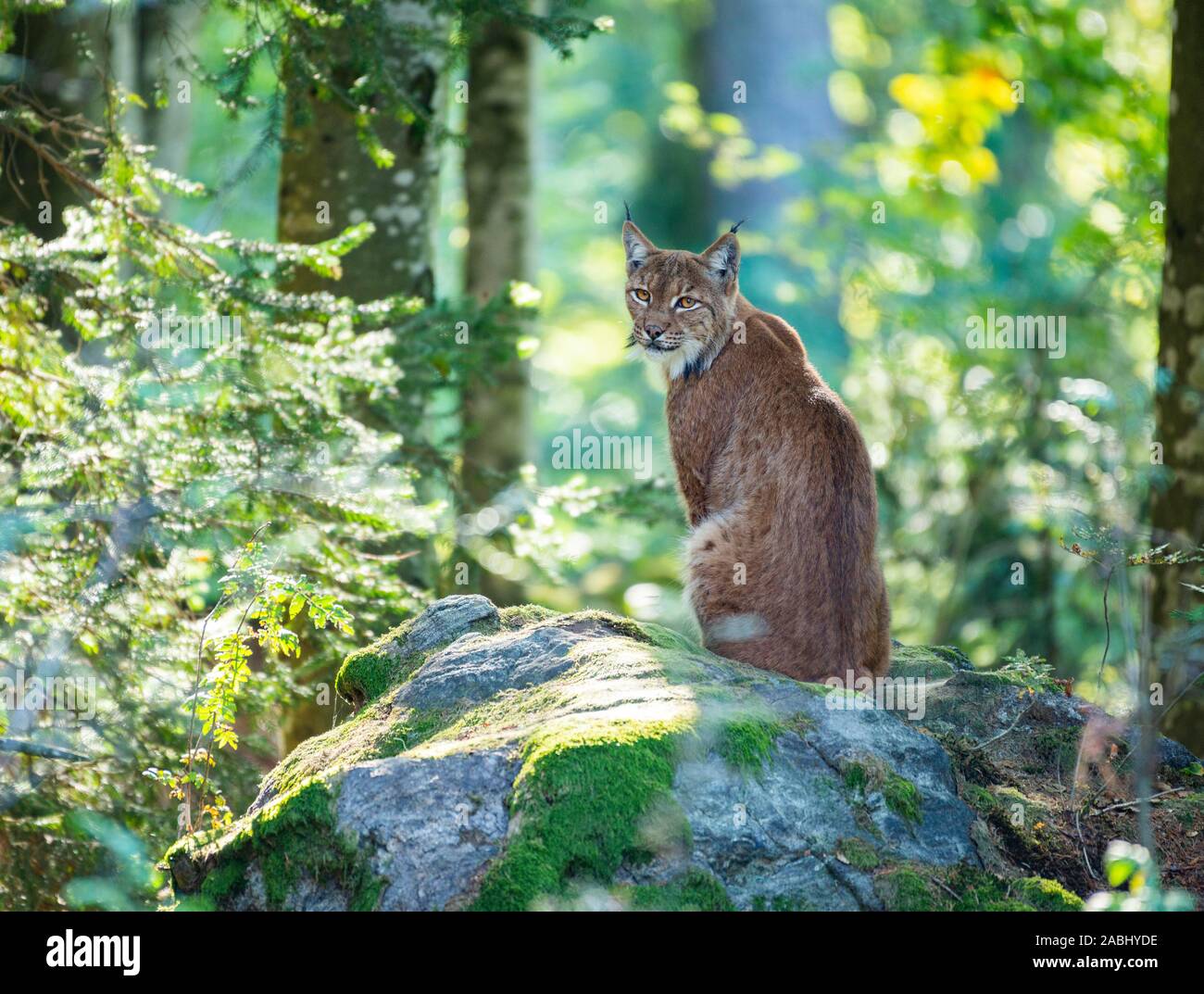 Lynx (Lynx lynx) sits on a rock, captive, Bavaria, Germany Stock Photo ...