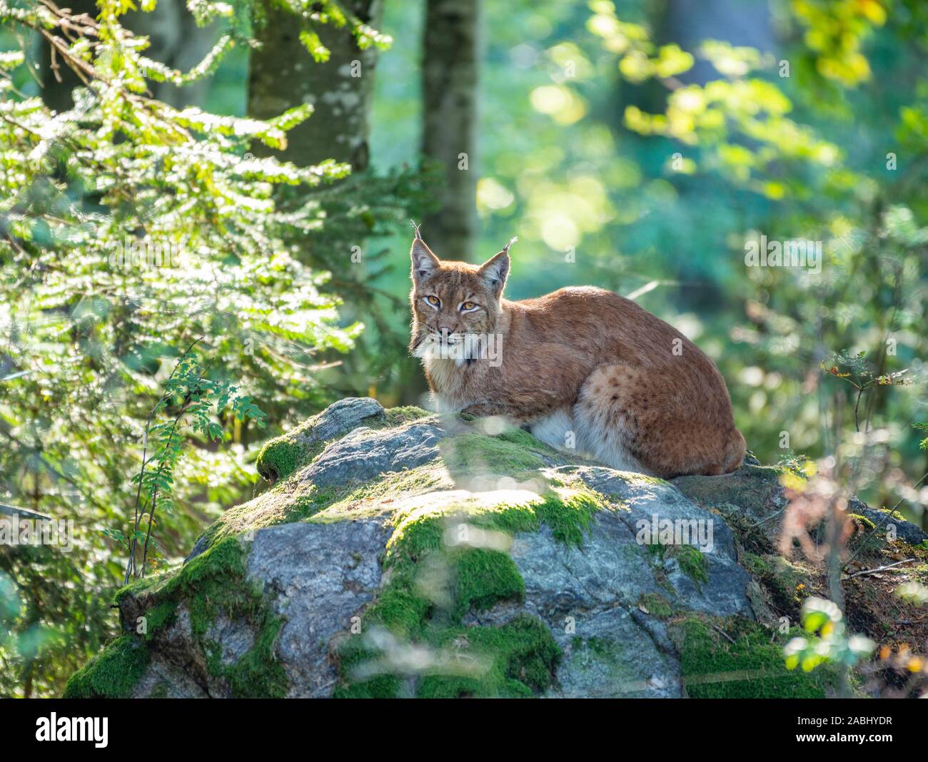 Lynx lynx lynx lying on a rock hi-res stock photography and images - Alamy