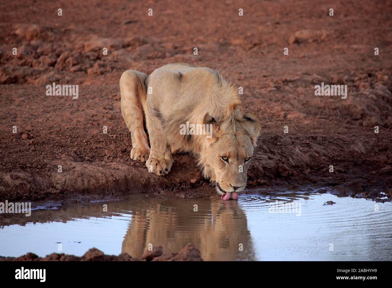Kalahari lion (Panthera leo vernayi), subadult male drinking at the ...