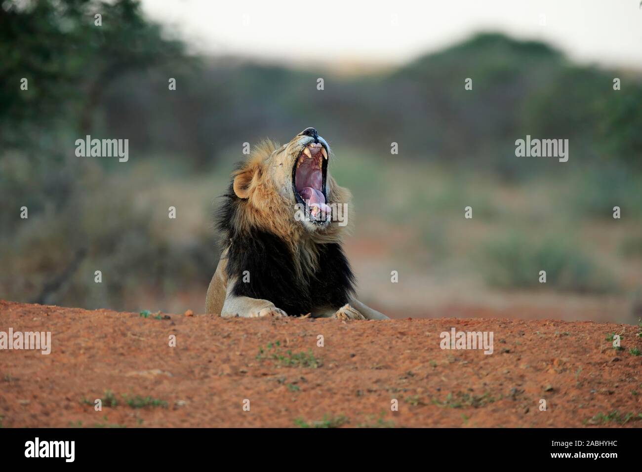 Kalahari lion (Panthera leo vernayi), adult, male yawning, Tswalu Game ...