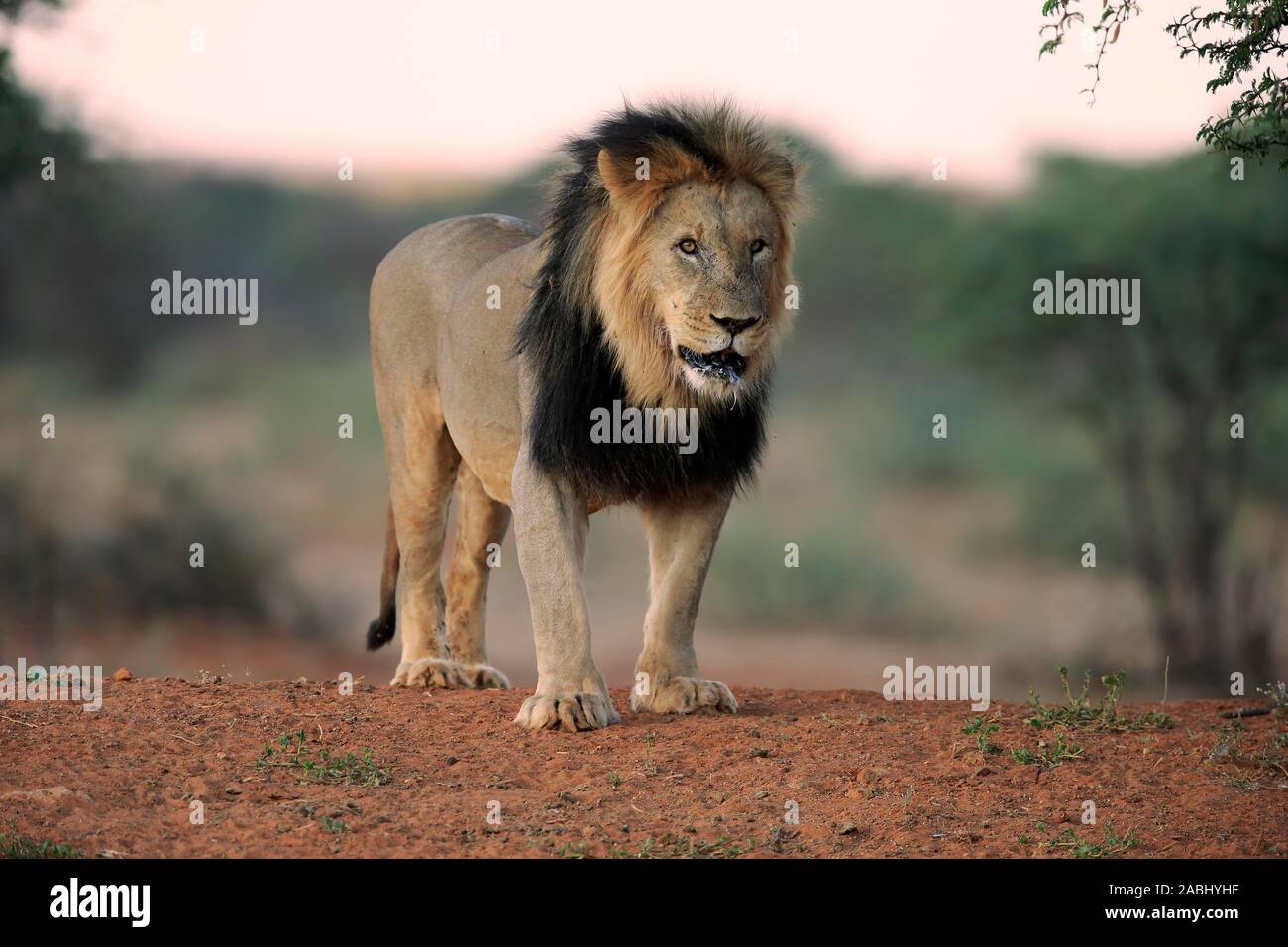 Kalahari lion (Panthera leo vernayi), adult, male, Tswalu Game Reserve ...