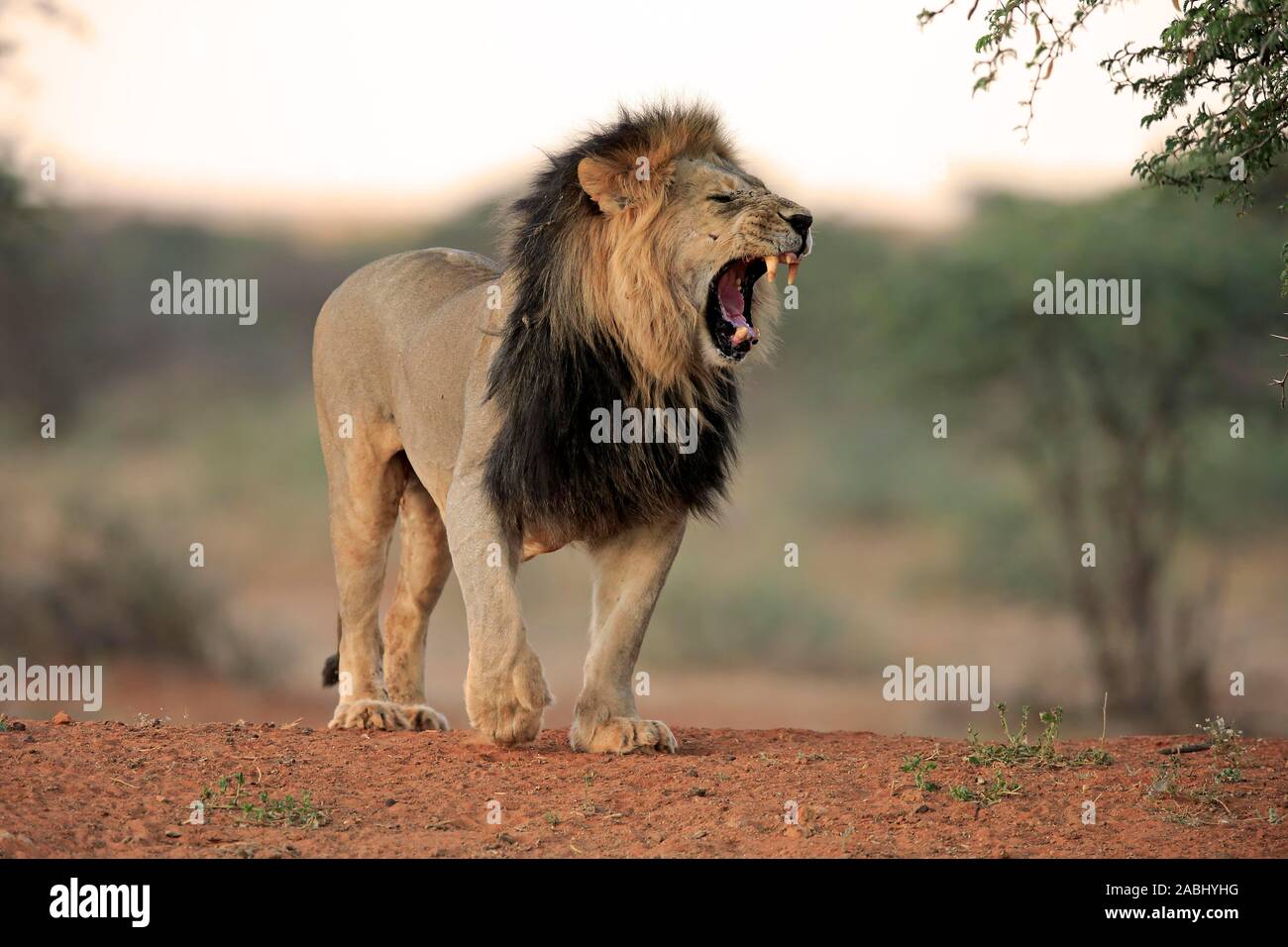 Kalahari lion (Panthera leo vernayi), adult, male yawning, Tswalu Game ...