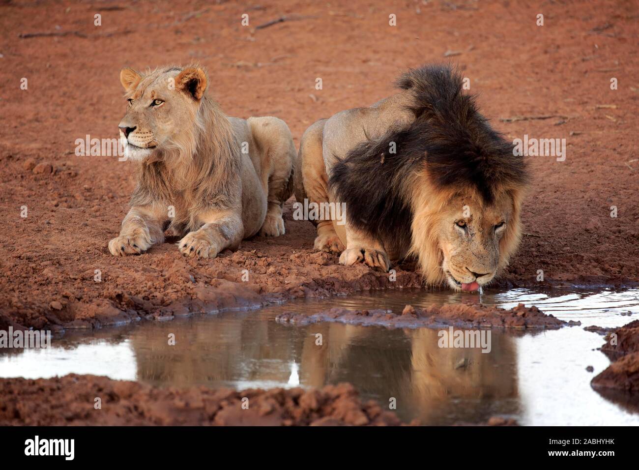 Kalahari lion (Panthera leo vernayi), subadult and adult male drinking ...