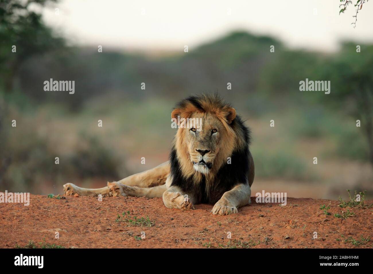Kalahari lion (Panthera leo vernayi), adult, male, resting, Tswalu Game ...