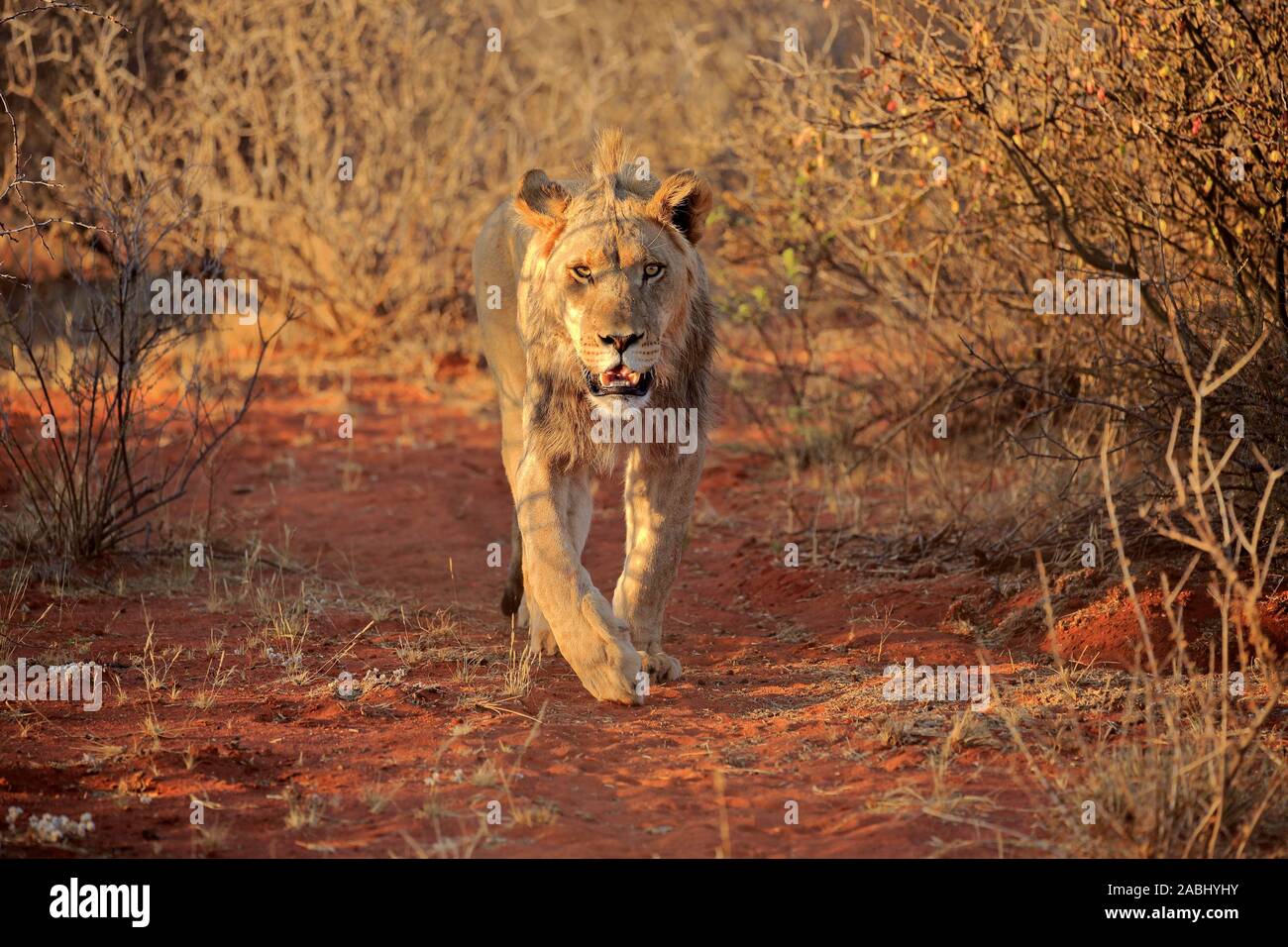 Look through the bushes hi-res stock photography and images - Alamy