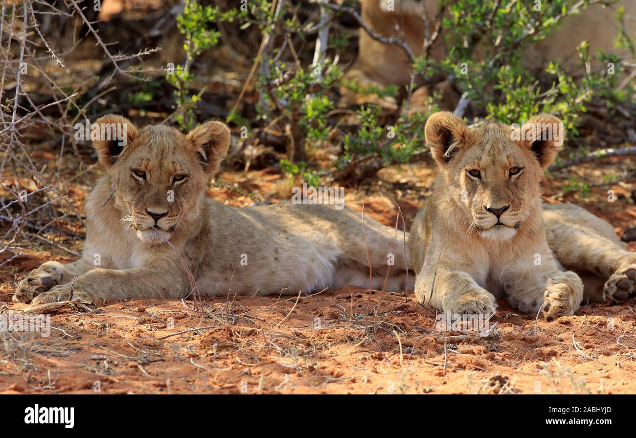 Lions (Panthera leo), two young animals resting in the shade, Tswalu ...