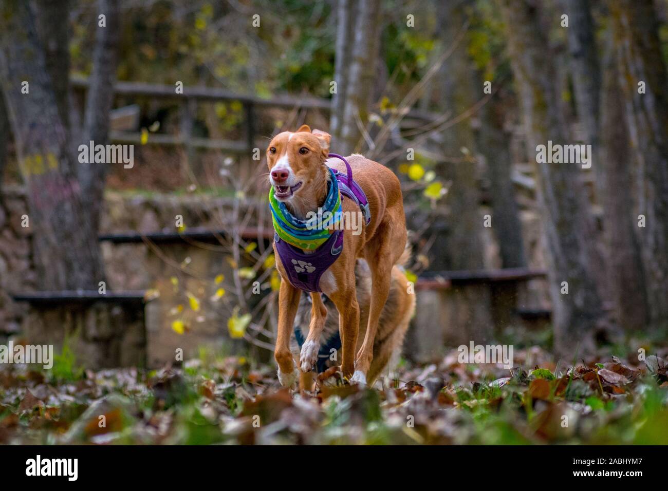 wild dog running running in the beautiful forest Stock Photo - Alamy