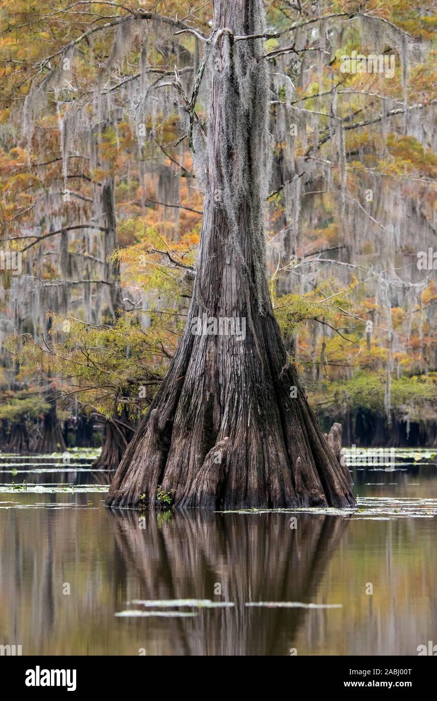 Bald cypress (Taxodium distichum) with Spanish moss (Tillandsia ...