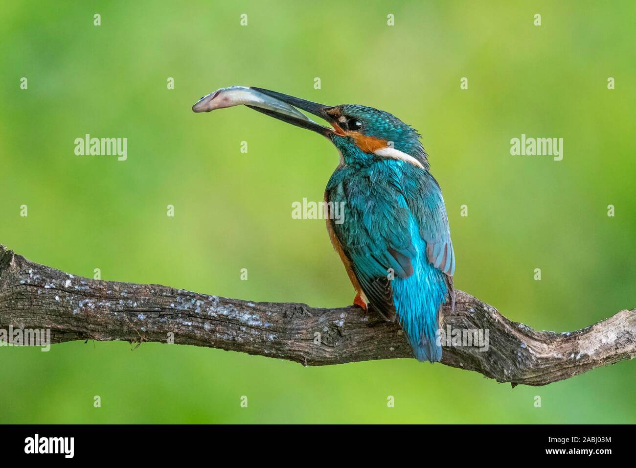 Common kingfisher (Alcedo atthis) on branch, male with captured white ...