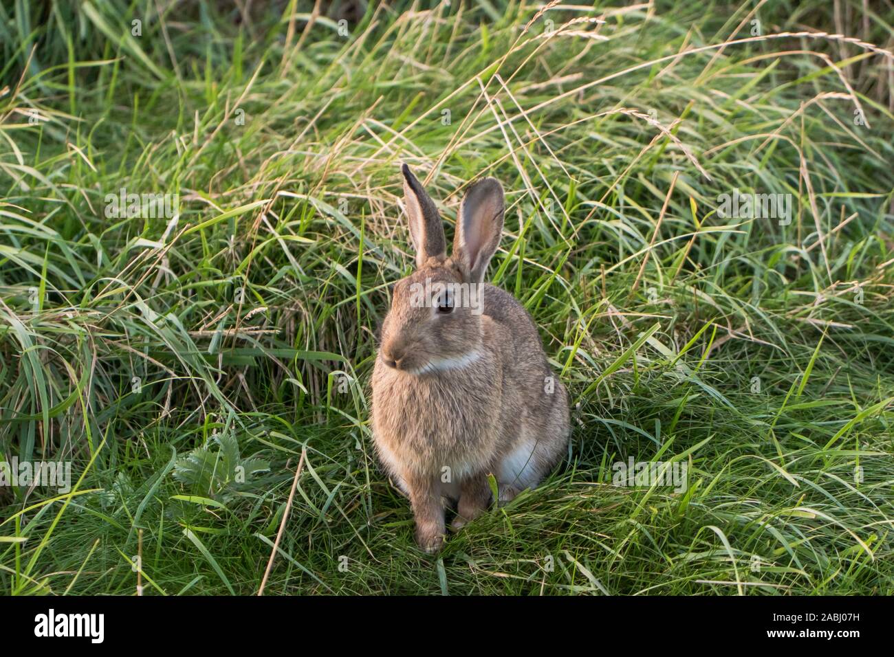 Irish Hare in the grass Stock Photo - Alamy