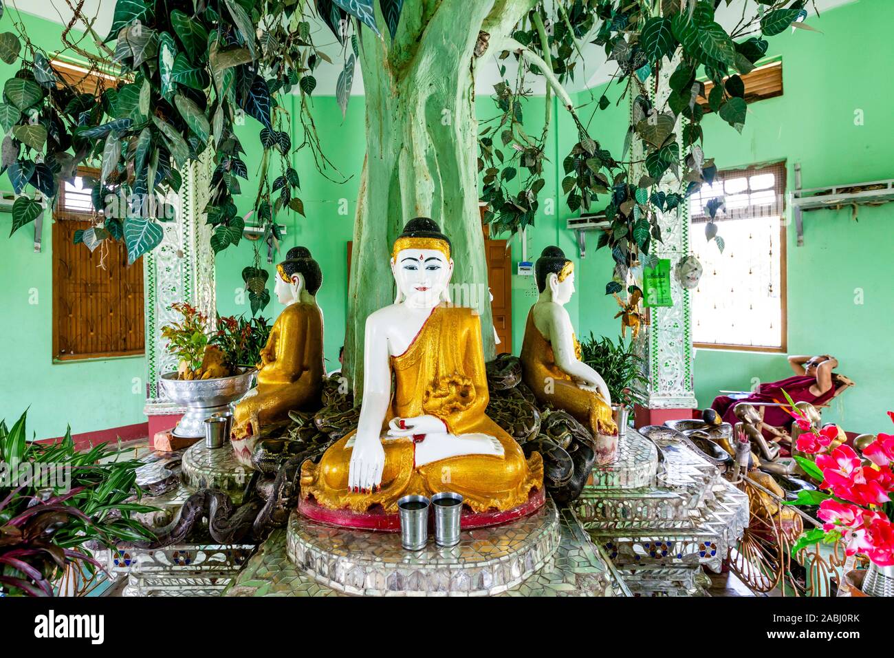 Myanmar snake hi-res stock photography and images - Alamy