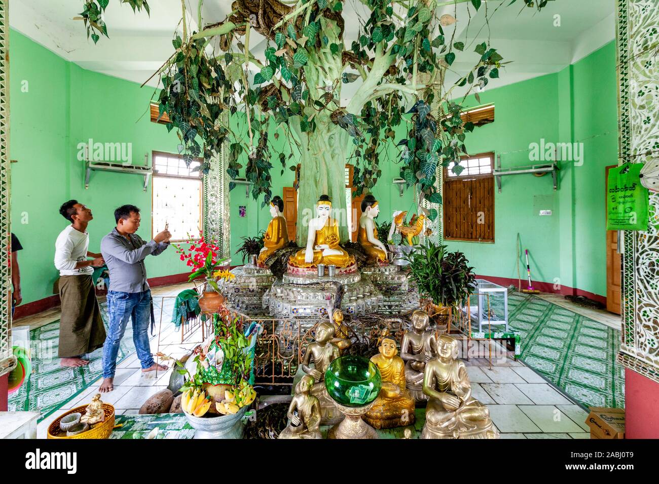 Snakes of myanmar hi-res stock photography and images - Alamy