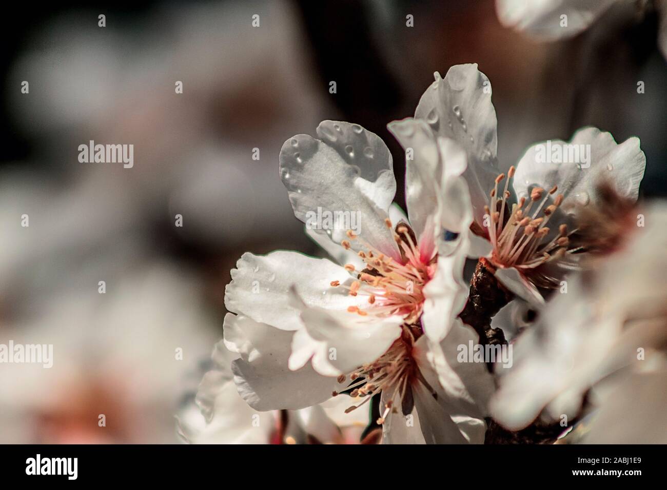 Jerusalem cherry hi-res stock photography and images - Alamy