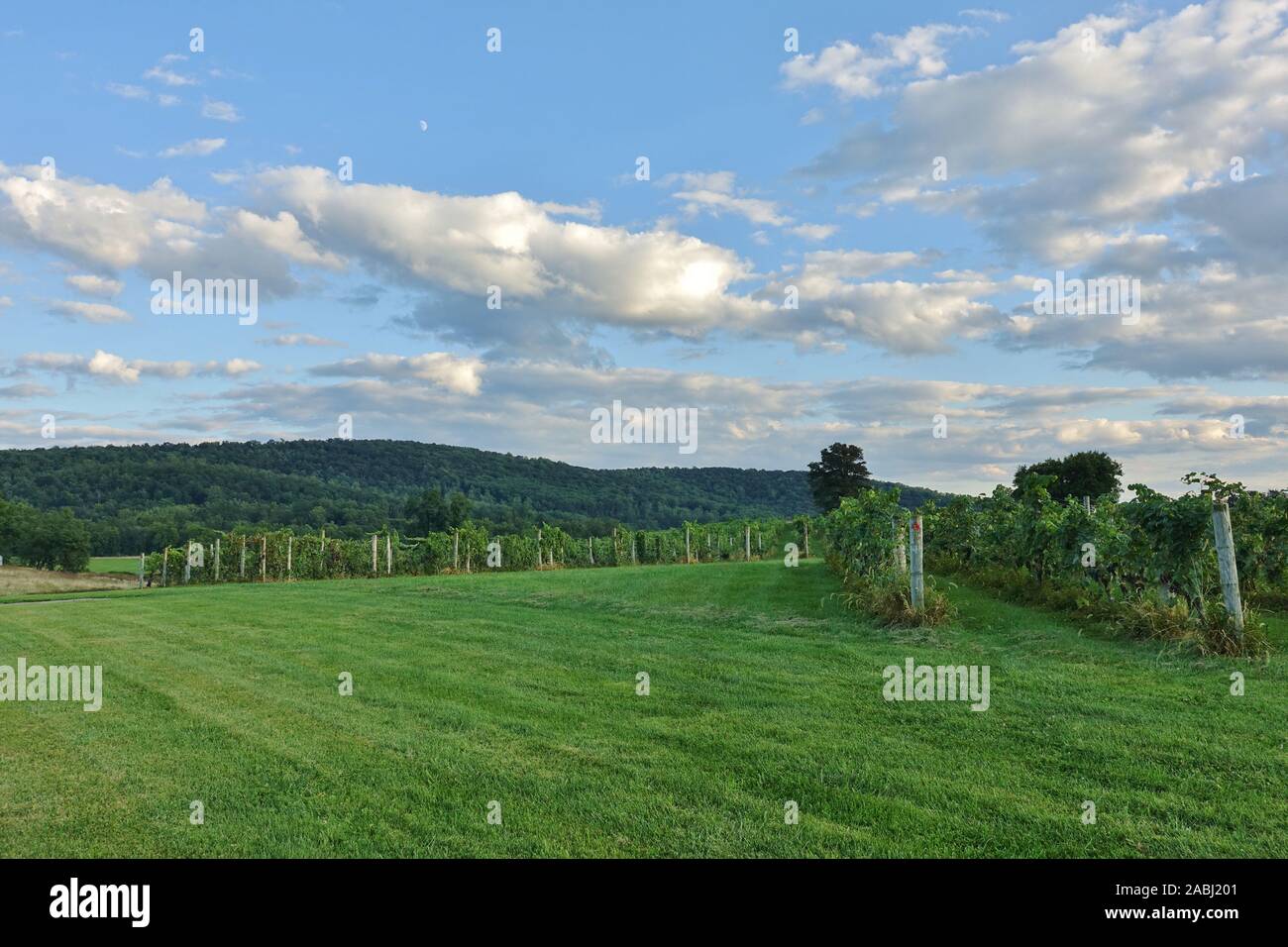 Vineyards in the green hills in West Virginia Stock Photo - Alamy