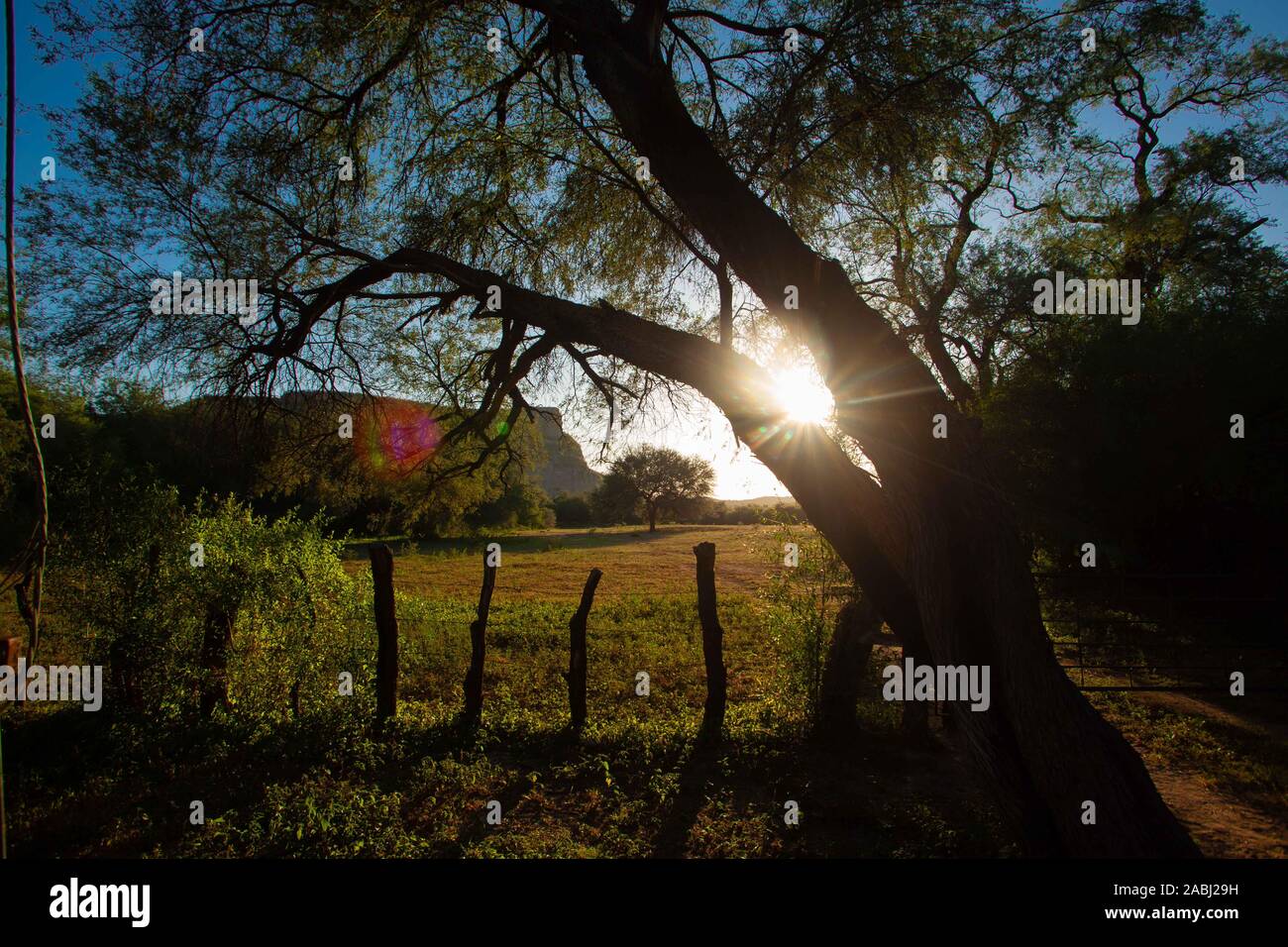 Fotos de gavilan hi-res stock photography and images - Alamy