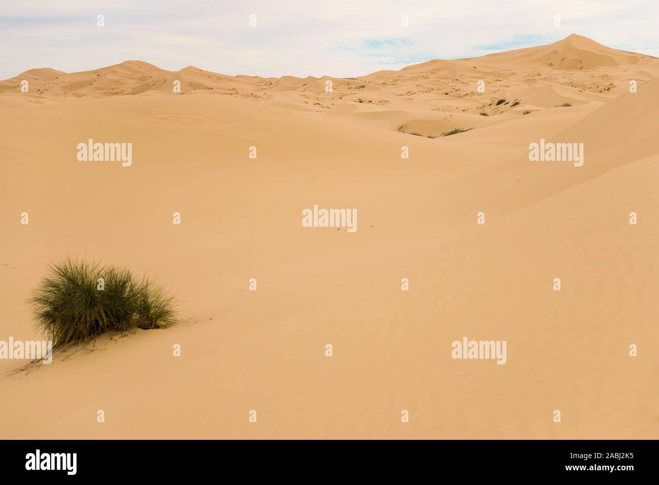 sand dunes of the Samalayuca desert, Chihuahua Mexico. 52 km south of ...