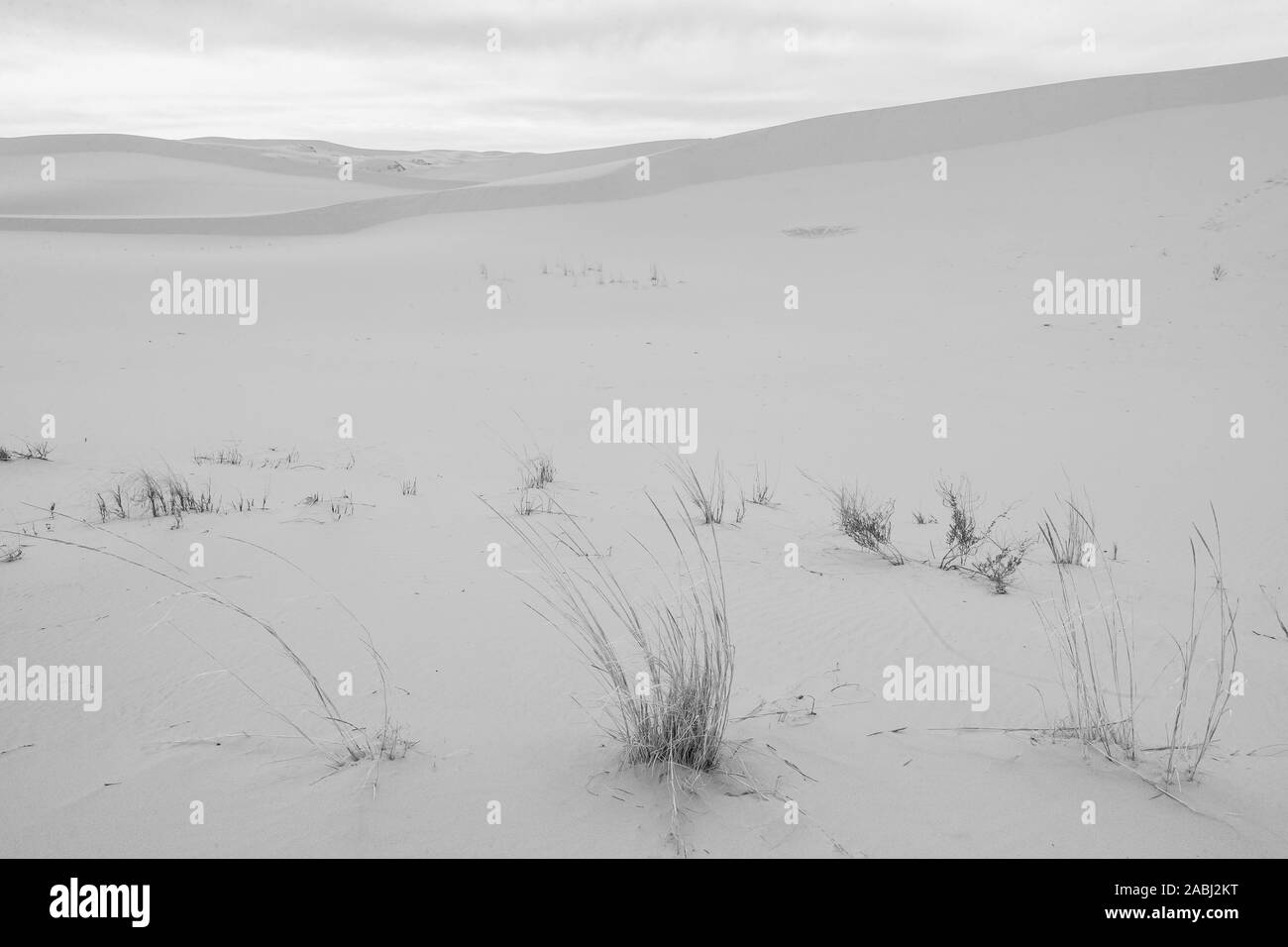 sand dunes of the Samalayuca desert, Chihuahua Mexico. 52 km south of ...