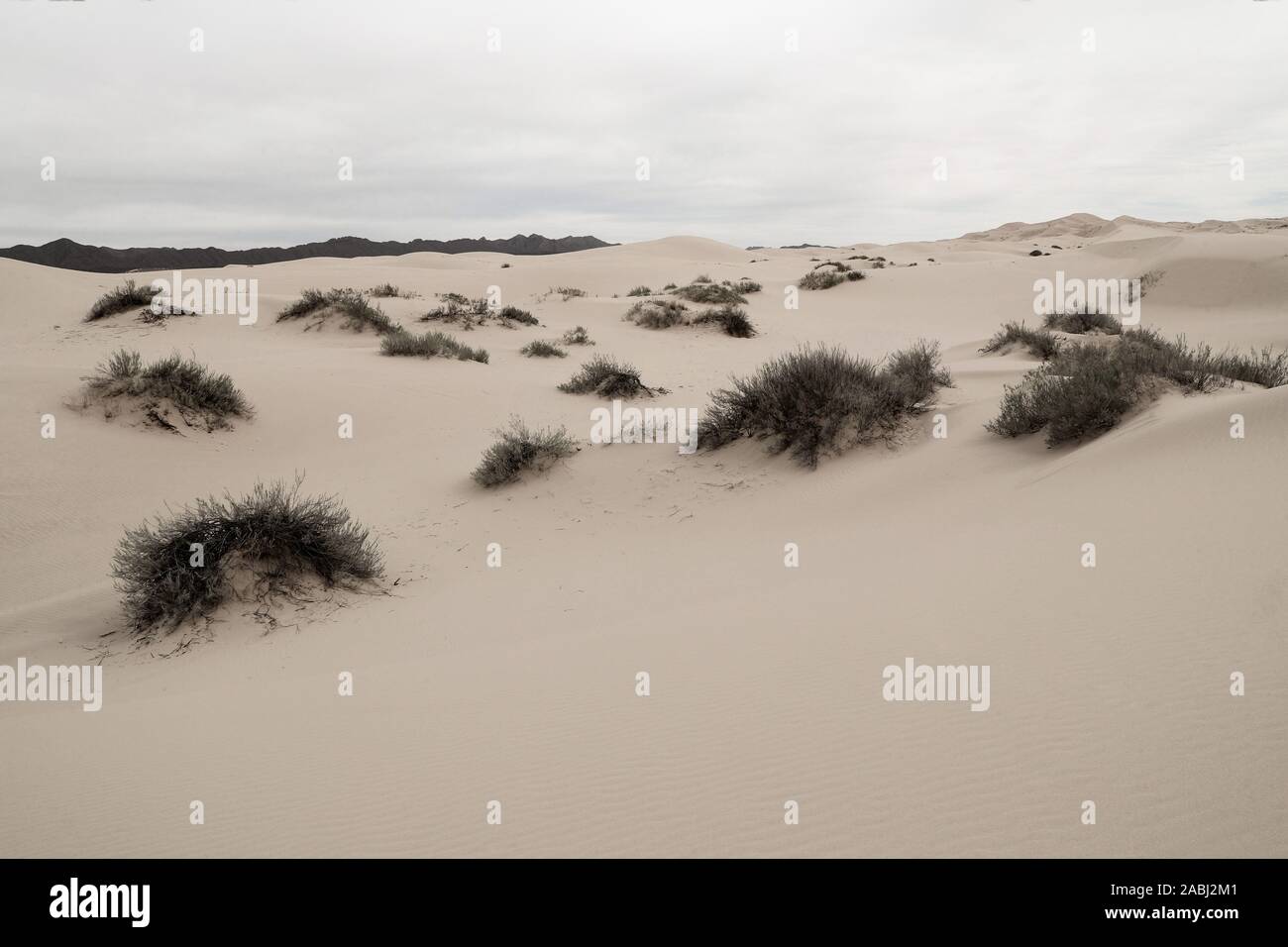 sand dunes of the Samalayuca desert, Chihuahua Mexico. 52 km south of ...