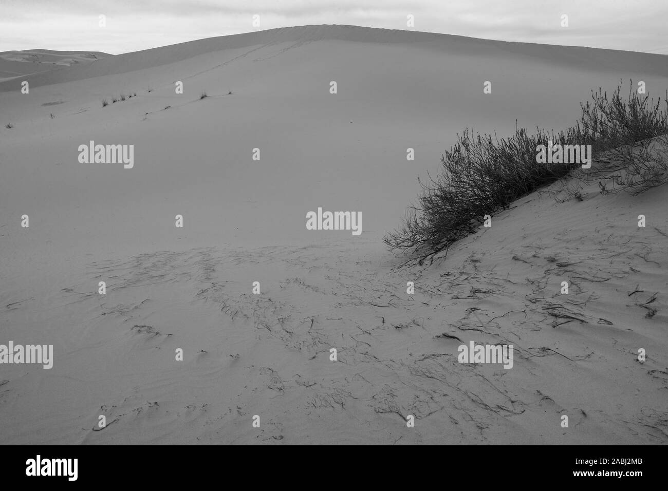 sand dunes of the Samalayuca desert, Chihuahua Mexico. 52 km south of ...