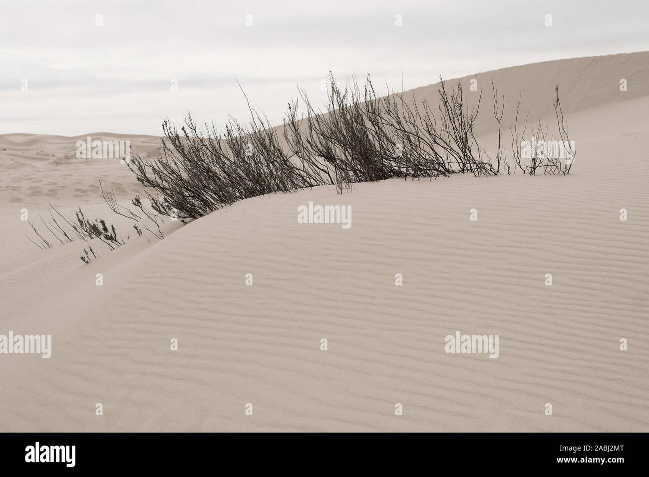 sand dunes of the Samalayuca desert, Chihuahua Mexico. 52 km south of ...