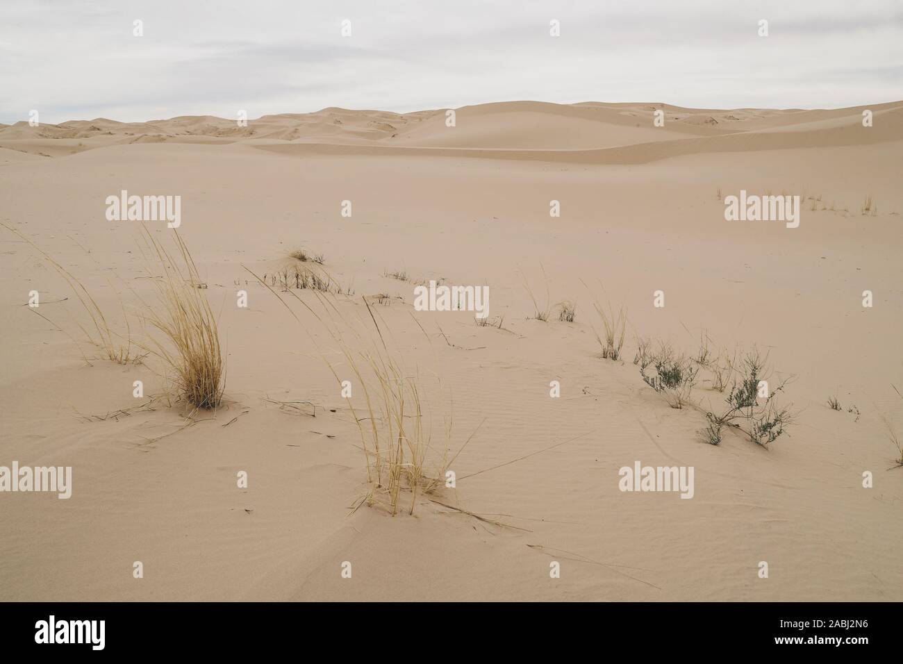 sand dunes of the Samalayuca desert, Chihuahua Mexico. 52 km south of ...