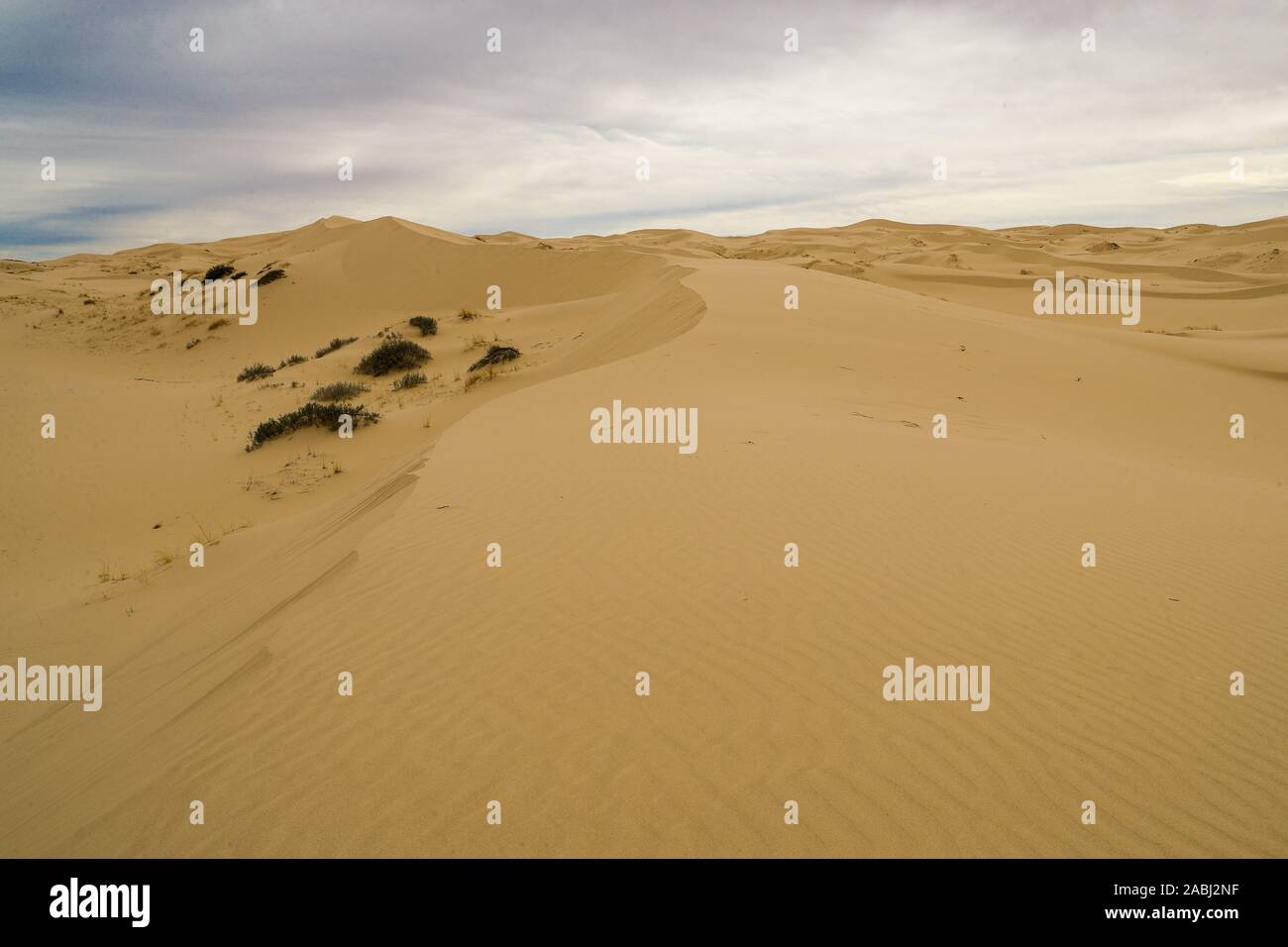 sand dunes of the Samalayuca desert, Chihuahua Mexico. 52 km south of ...