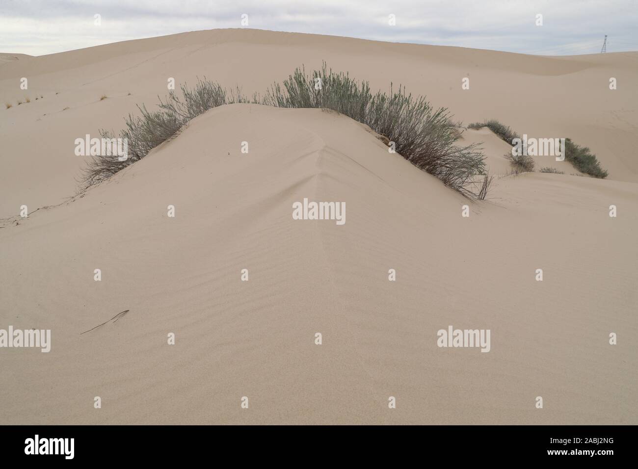 sand dunes of the Samalayuca desert, Chihuahua Mexico. 52 km south of ...