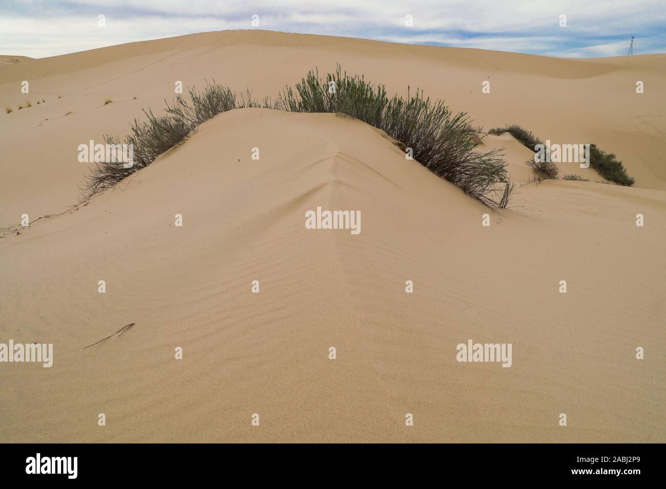 sand dunes of the Samalayuca desert, Chihuahua Mexico. 52 km south of ...