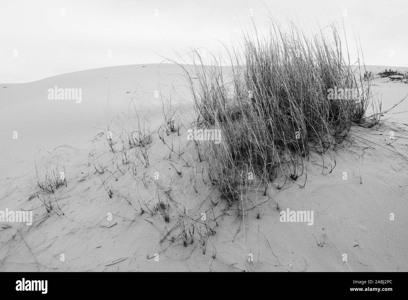 sand dunes of the Samalayuca desert, Chihuahua Mexico. 52 km south of ...