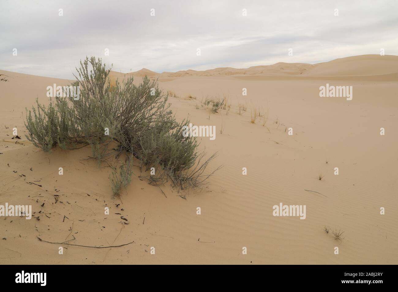 sand dunes of the Samalayuca desert, Chihuahua Mexico. 52 km south of ...