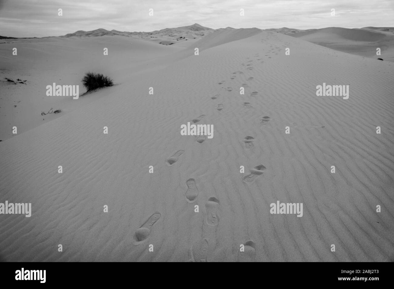 sand dunes of the Samalayuca desert, Chihuahua Mexico. 52 km south of ...