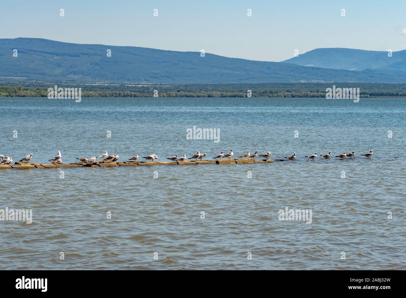 Clear lake with gulls hi-res stock photography and images - Alamy