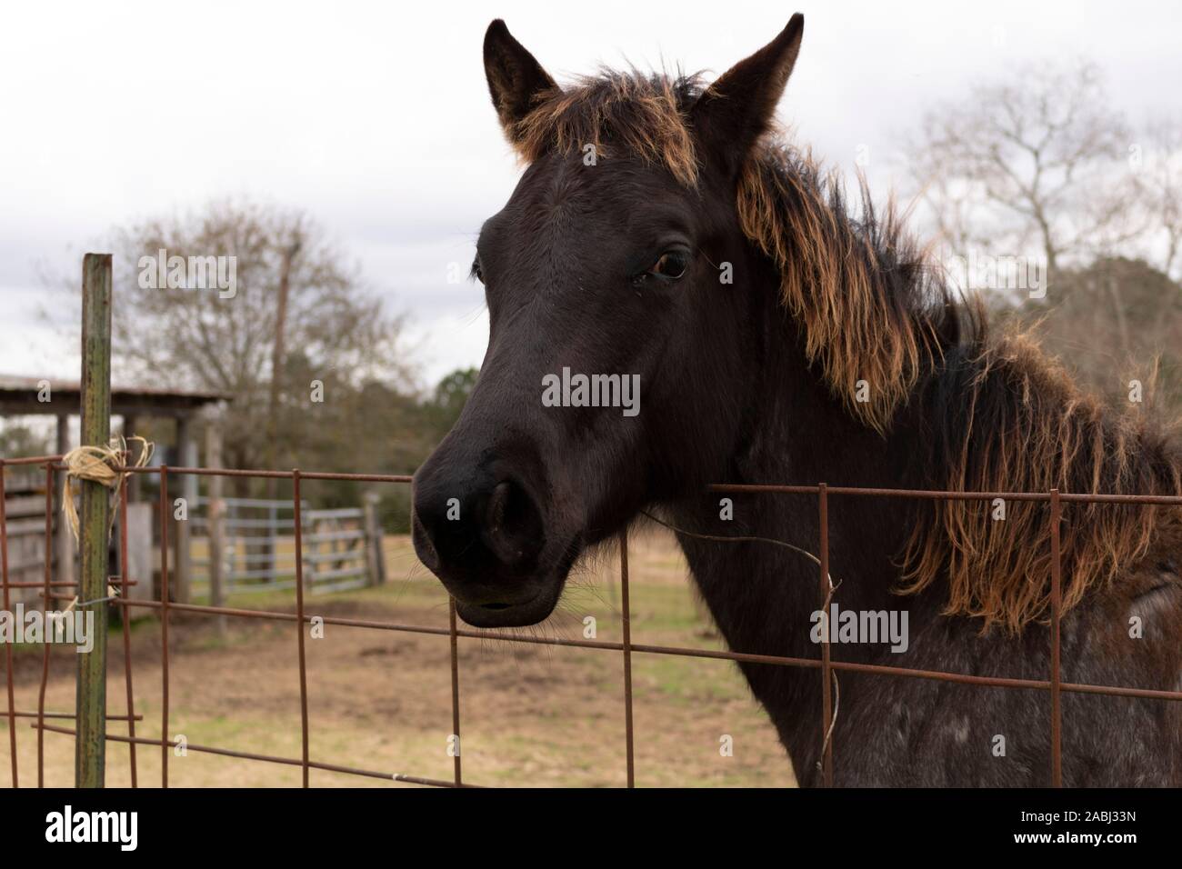 This horse is pictured looking over a fence Stock Photo - Alamy