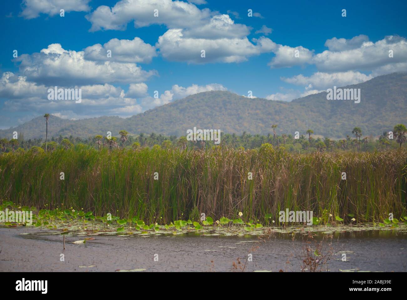 This unique picture shows a natural lake where wild reeds grow and in ...