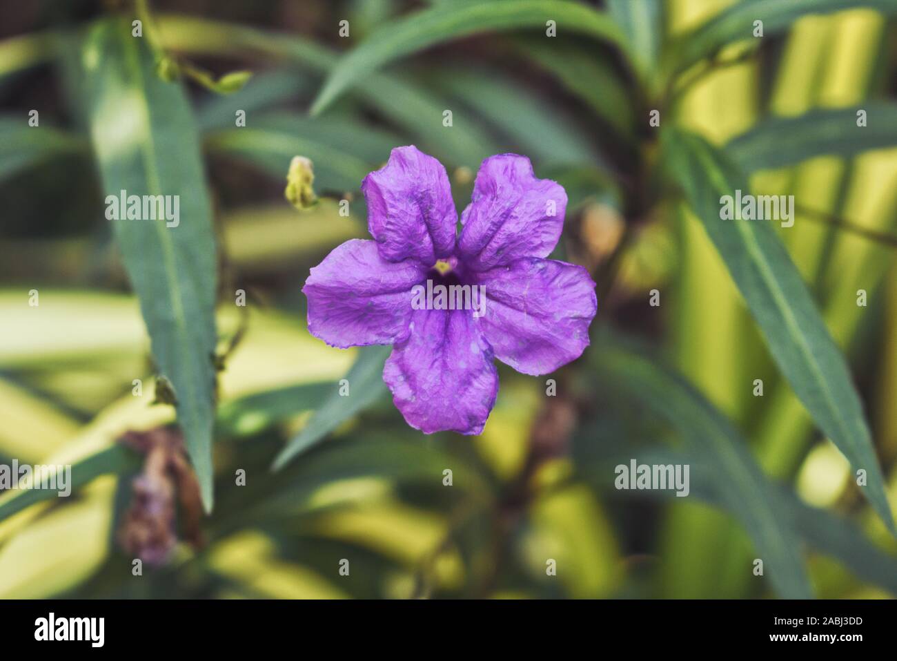 This unique photo shows a beautiful colorful purple exotic flower bloom ...