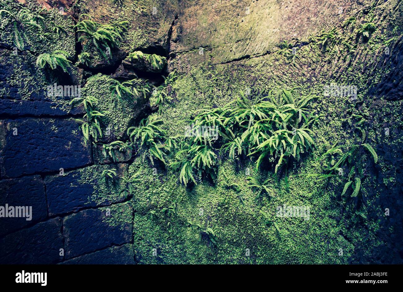 Old castle ruins, walls covered with moss, Europe Stock Photo - Alamy